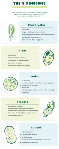 The5 Kingdoms (Classification) | Teaching Resources