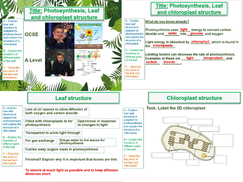 Leaf and Chloroplast structure - AQA A Level Biology- 11 ...