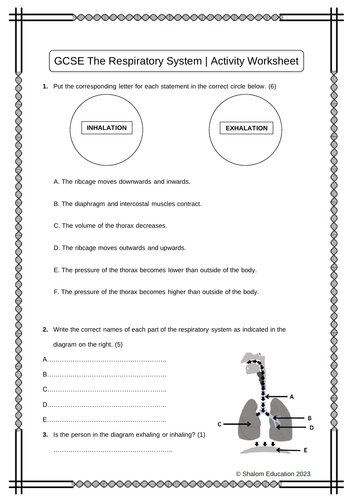GCSE Biology - The Respiratory System Activity Worksheet | Teaching ...