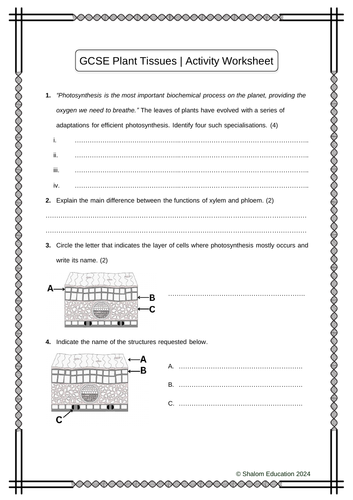 GCSE Biology - Plant Tissues Activity Worksheet | Teaching Resources