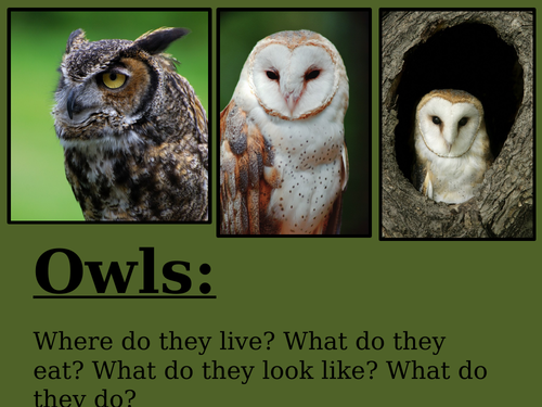 Owls 4 week unit: 2 weeks BIG BAD OWL, 2 weeks non-chronological ...