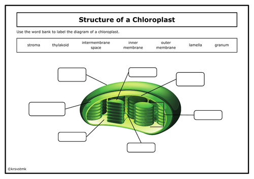 Structure of a Chloroplast + Answers Included | Teaching Resources
