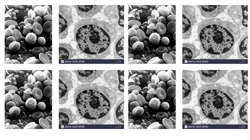 2.1.1 Cell Structure Whole Unit | Teaching Resources