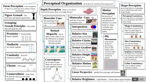 Perception Psychology Graphic Organiser | Teaching Resources