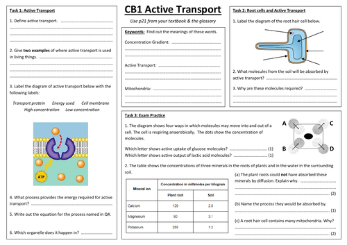 CB1h - Active Transport summary sheet (Edexcel Combined Biology GCSE ...