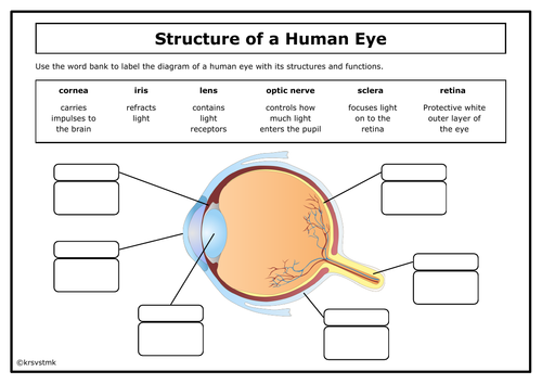 Structure of the Human Eye + Answers | Teaching Resources