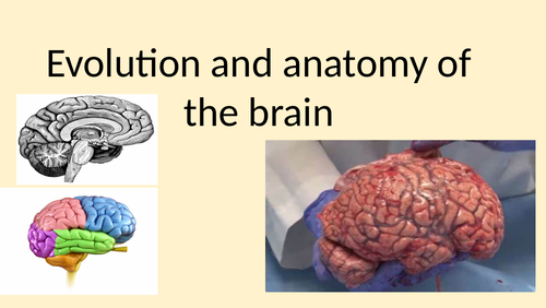 Evolution of the brain | Teaching Resources