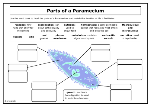 Label the Parts of a Paramecium + Answers Included | Teaching Resources
