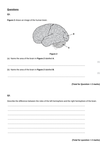 Edexcel GCSE Psychology - The Brain and Neuropsychology - Structure ...