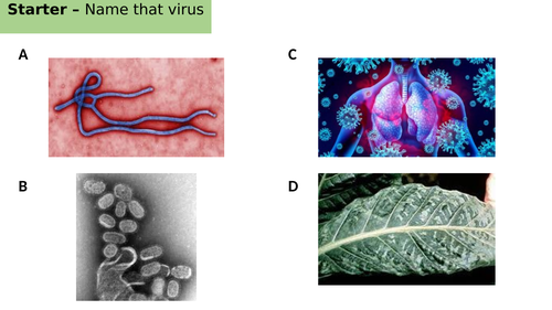 Edexcel IGCSE Biology Section 1 Lesson 6 Viruses | Teaching Resources Edexcel IGCSE Biology Section 1 Lesson 6 Viruses | Teaching Resources