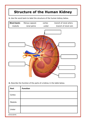 Structure of the Human Kidney + Answers | Teaching Resources