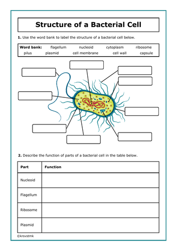Structure of a Bacterial Cell + Answers | Teaching Resources