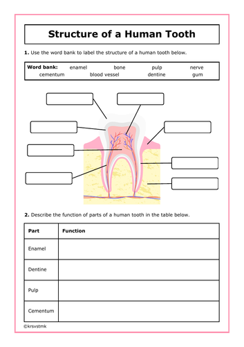 Structure of a Human Tooth + Answers | Teaching Resources