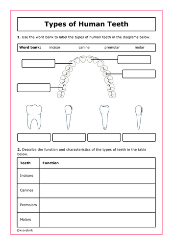 Types of Human Teeth + Answers | Teaching Resources