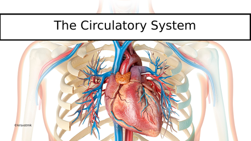 The Circulatory System PowerPoint | Teaching Resources