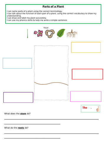 Labelling Parts of a Plant - EYFS, KS1 | Teaching Resources