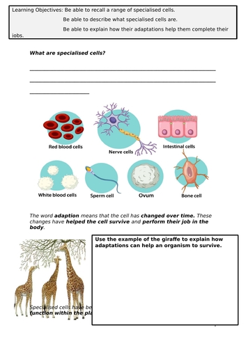 Specialized Cells | Teaching Resources
