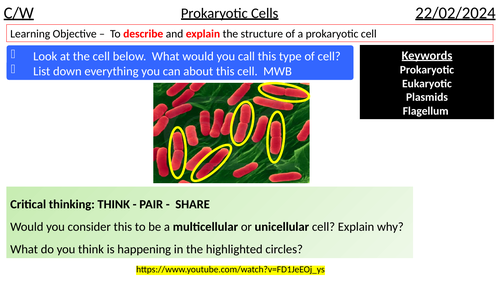 GCSE AQA B1 Prokaryotic cells | Teaching Resources