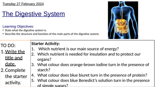 KS3 Biology Digestive System: Complete Lesson | Teaching Resources