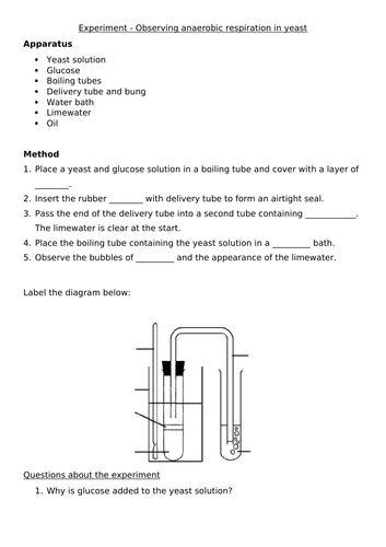 Fermentation Worksheet