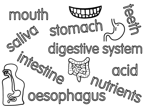 digestive system KS2 vocab colouring page | Teaching Resources