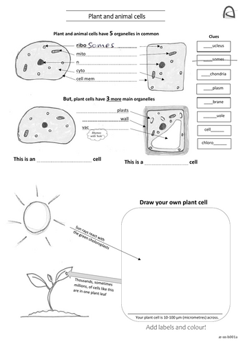 Differences in plant & animal cells SEN | Teaching Resources