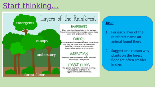 What is happening in the rainforest? | Teaching Resources