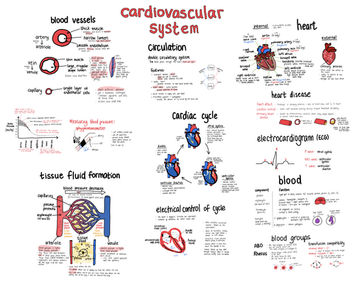 Medical Science - Cardiovascular system | Teaching Resources