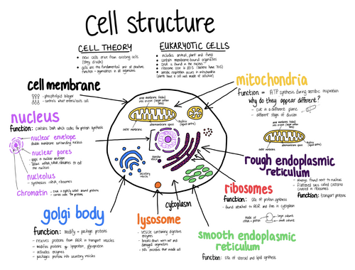 Medical Science - Cell structure | Teaching Resources