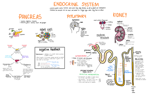 Medical Science - Endocrine System | Teaching Resources