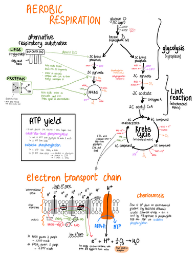 WJEC Biology - Respiration and ATP | Teaching Resources