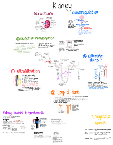 WJEC Biology - Kidney and Homeostasis | Teaching Resources