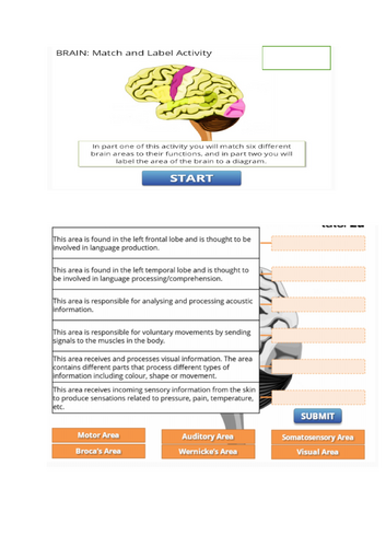 Localization of function - BioPsychology A-Level Psychology (Paper 2 ...