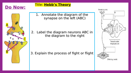 Hebb's Theory | Teaching Resources