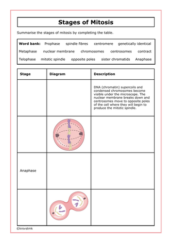 Stages of Mitosis Summary Worksheet | Teaching Resources
