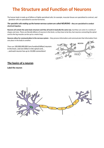 IB - Neurons and Neurotransmission | Teaching Resources