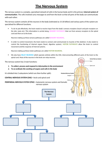 AQA A Level - Nervous System Student Workbook | Teaching Resources