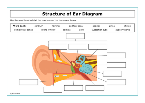 Structure of Ear Diagram + Answers | Teaching Resources