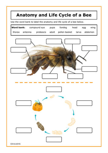 Anatomy and Life Cycle of a Bee + Answer Sheet | Teaching Resources