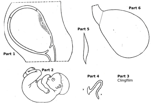 Pregnancy Model | Teaching Resources