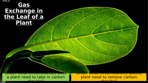 6.4 Gas Exchange in the Leaf | Teaching Resources