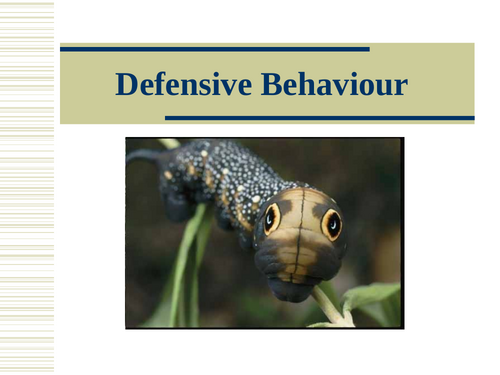 Animal Defensive Behaviour Powerpoint | Teaching Resources Animal Defensive Behaviour Powerpoint | Teaching Resources