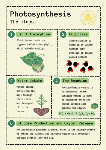 Photosynthesis Process - Classroom Poster | Teaching Resources