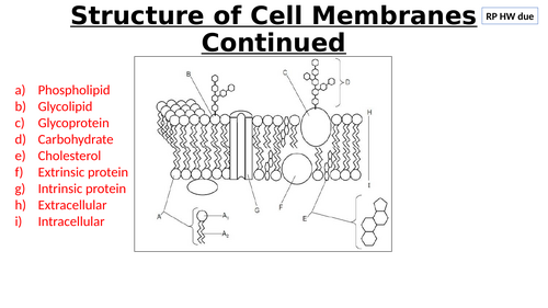 A Level Aqa Biology Facilitated Diffusion Teaching Resources