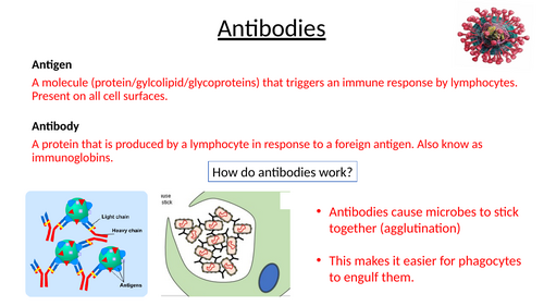 A-Level AQA Biology - Antibodies | Teaching Resources