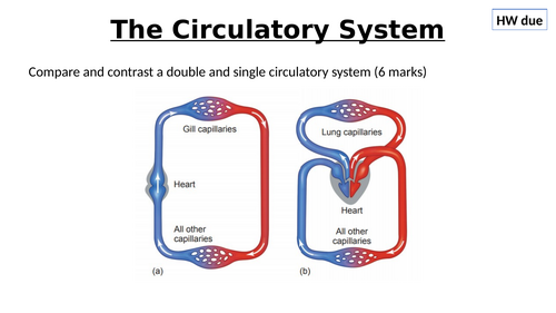 A Level Aqa Biology Heart Structure Teaching Resources