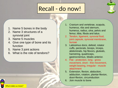 AQA GCSE PE Musculo-skeletal - muscles and antagonistic pairs ...