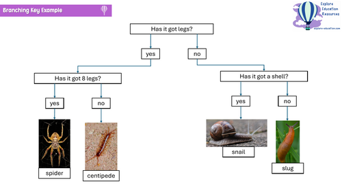 Classifying Animals with Branching Keys - Outstanding KS2 Science Lesson | Teaching Resources