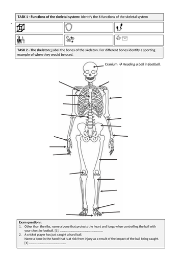 GCSE OCR PE Paper 1 skeletal system resources | Teaching Resources