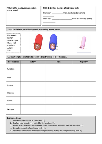 OCR GCSE PE Cardiovascular system | Teaching Resources OCR GCSE PE Cardiovascular system | Teaching Resources